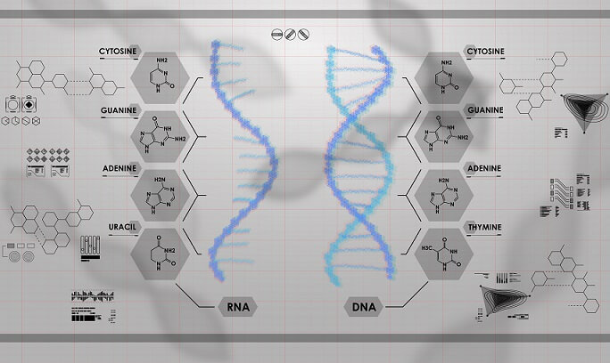 Blue Heron Biotech, LLC - Gene Synthesis - GeneMaker®