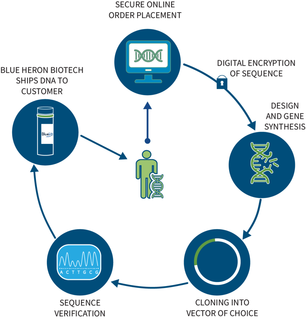 Blue Heron Biotech, LLC - Gene Synthesis - GeneMaker®