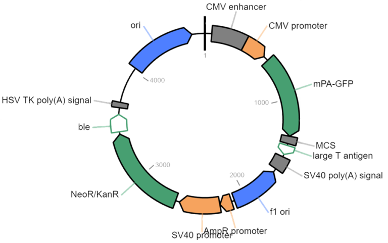 Blue Heron Biotech, LLC - Gene Synthesis - Whole Plasmid Sequencing