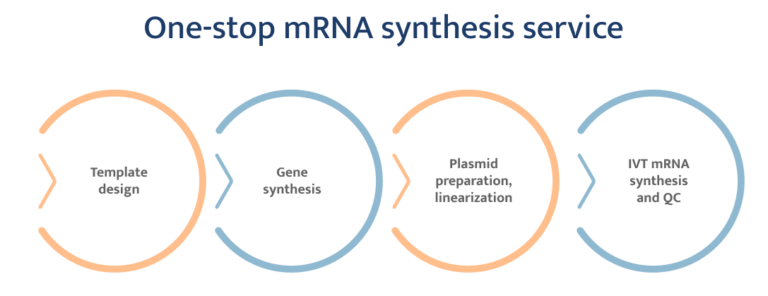 Blue Heron Biotech, LLC - Gene Synthesis - IVT mRNA