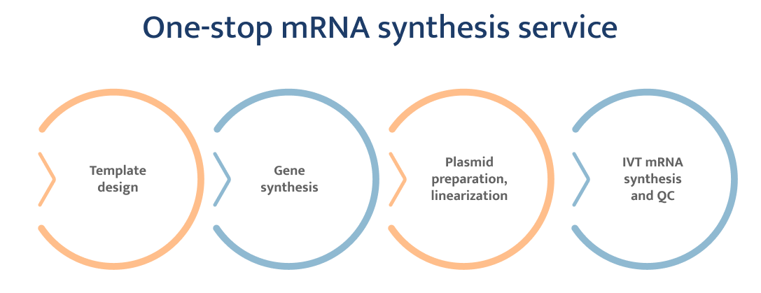 Blue Heron Biotech, LLC - Gene Synthesis - IVT mRNA